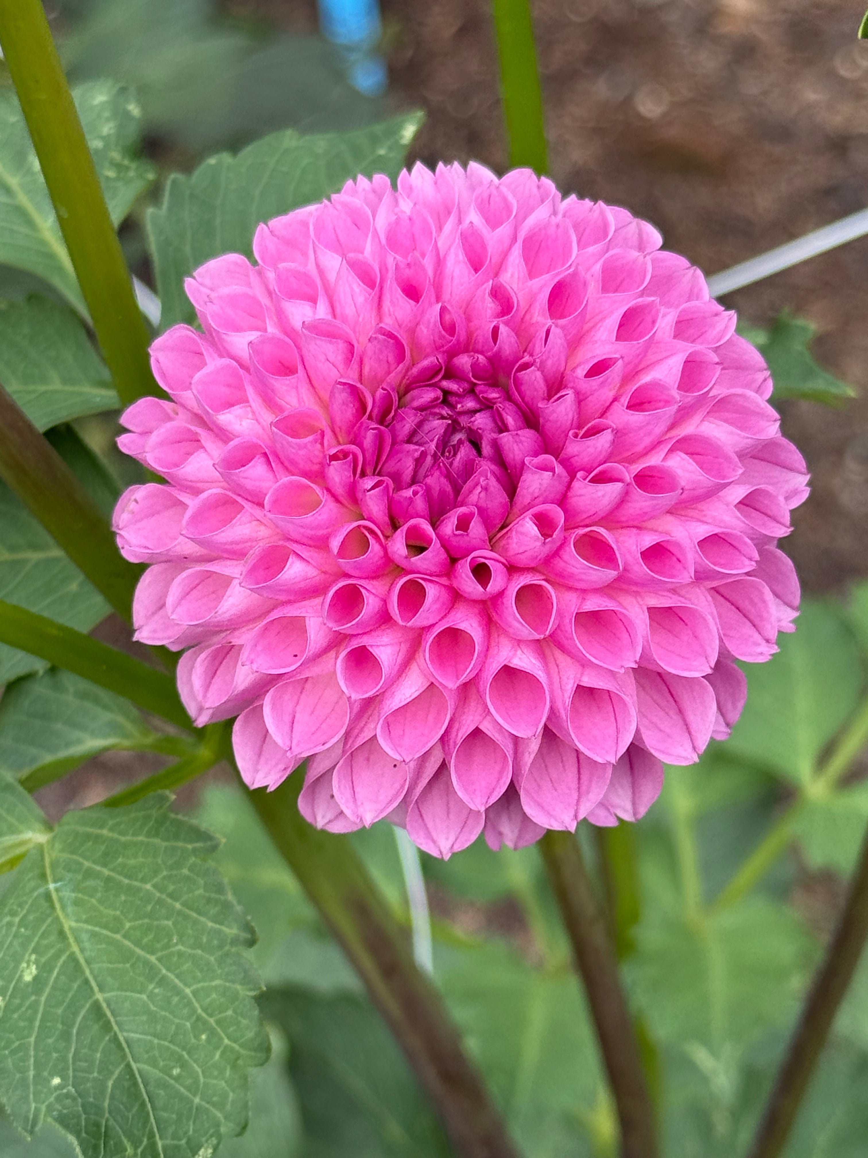 Camano Love – City Girl Dahlias