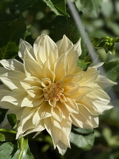 Cafe Au Lait (CAL) – City Girl Dahlias
