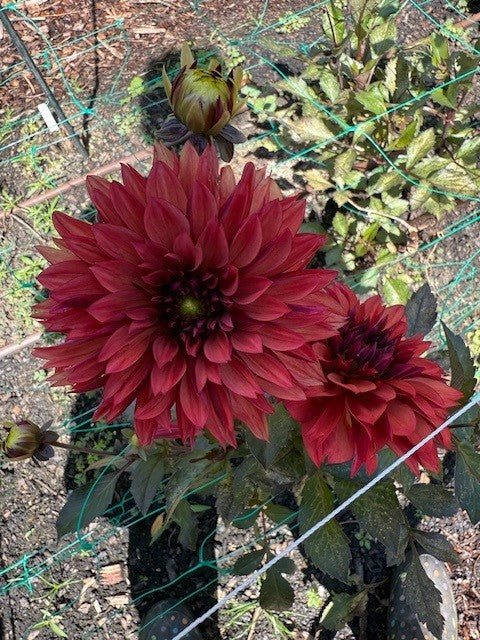 Danique – City Girl Dahlias