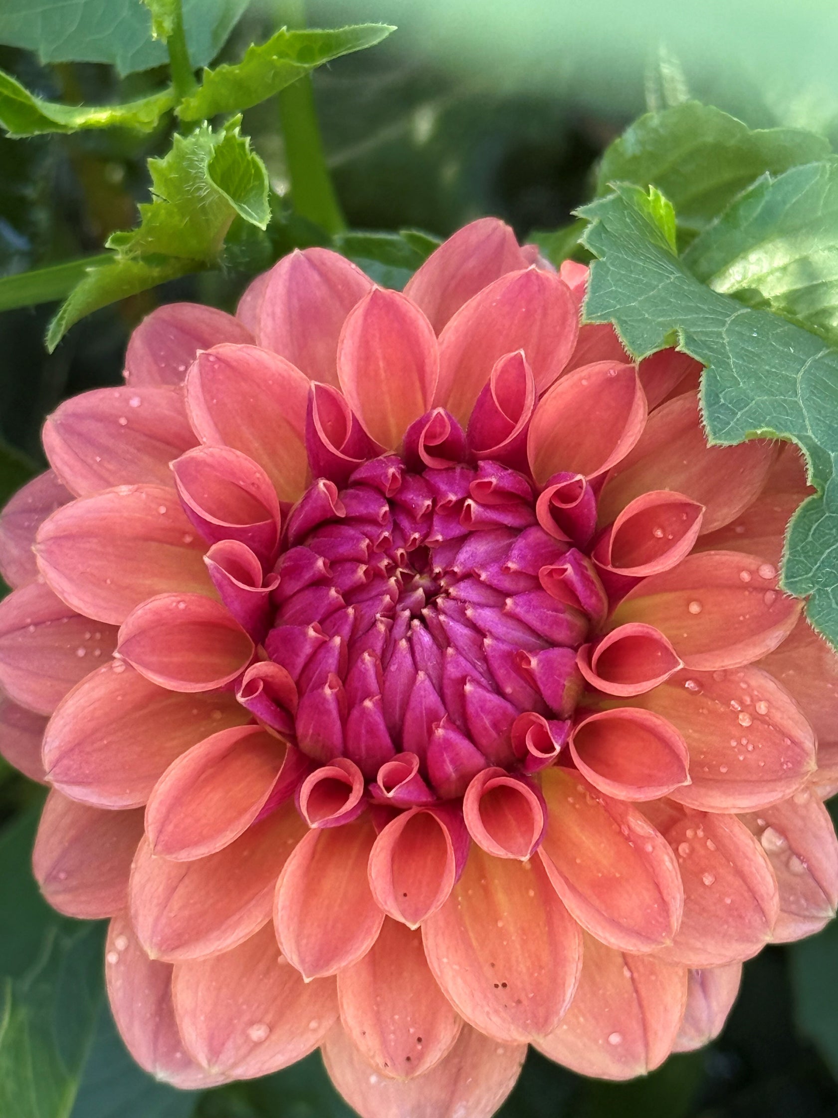 Lees Anna Jean – City Girl Dahlias