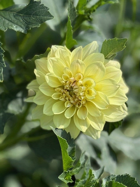 Lees Primrose Queen – City Girl Dahlias