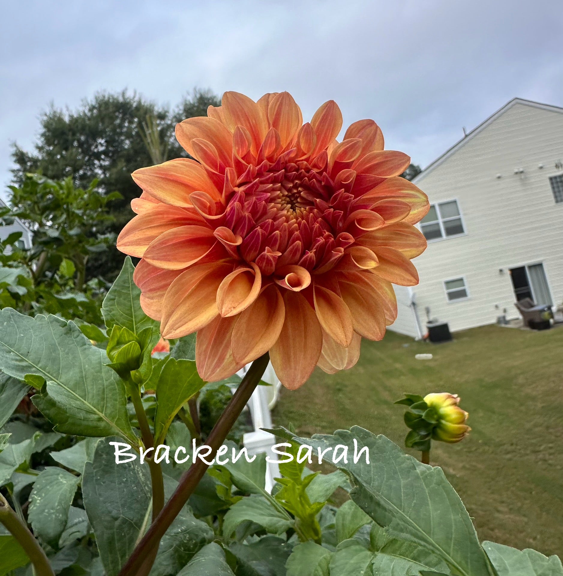 Bracken Sarah – City Girl Dahlias