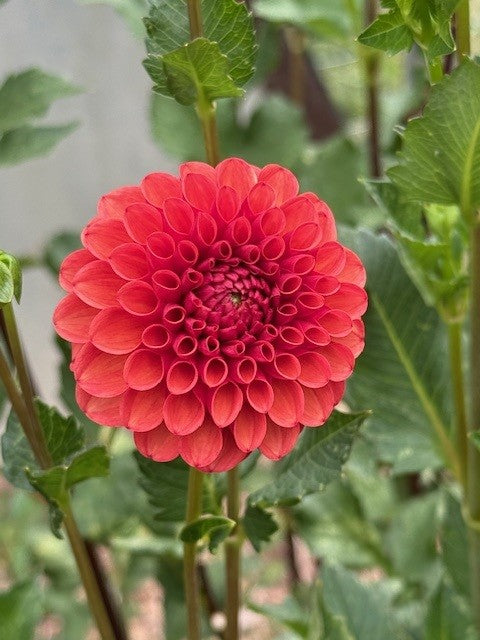 Valley Rust Bucket – City Girl Dahlias